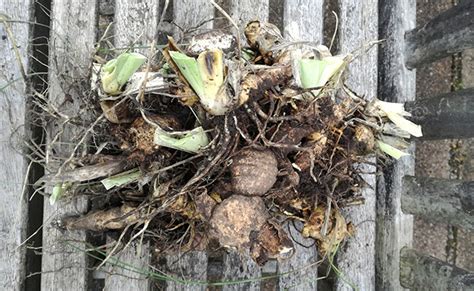 Quand Et Comment Diviser Les Iris