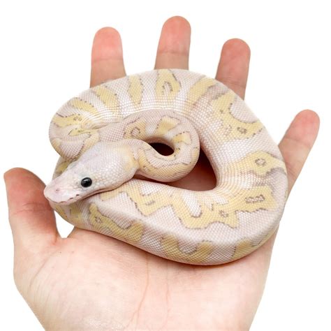 Python Regius Super Pastel Leopard Python Royal