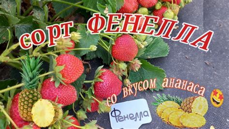 ФИНЕЛЛА сорт клубники с ананасовым вкусом. - YouTube