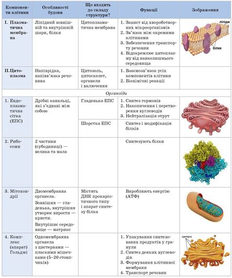 Узагальнення знань за темою «Структура клітини Біологія З поглибленим вивченням біології 9