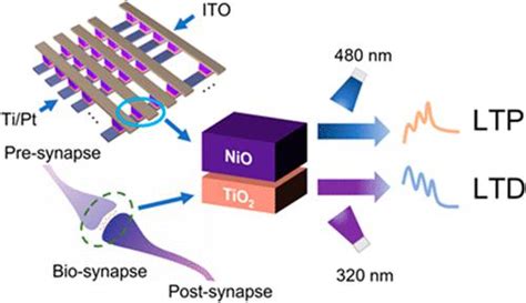 Self Rectifying All Optical Modulated Optoelectronic Multistates Memristor Crossbar Array For