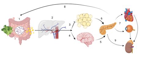 Host Driven Variability In Scfa Metabolism And Distribution May Lead To