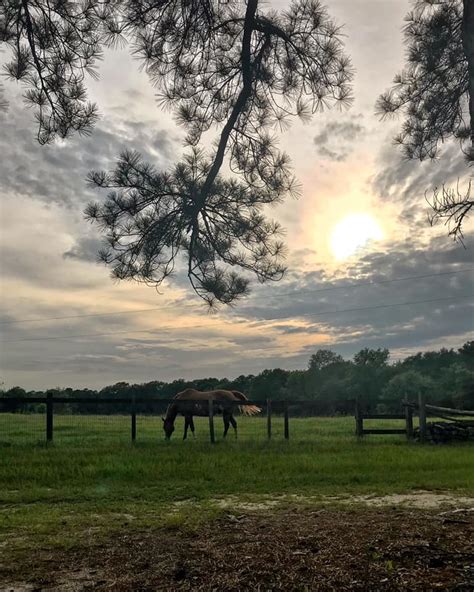 Hickory Top Horse Farm Eastover Sc