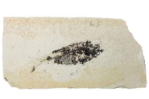 Bargain 54 Partial Fossil Fish Knightia Wyoming 292145 For