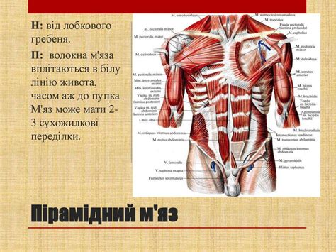 Mязи грудної клітки і живота презентация онлайн