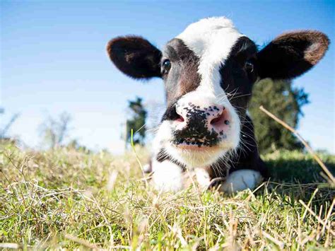 Navigating Calving Season In The Uk Quadcrate