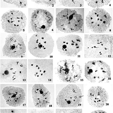 Number Range Of Chiasmata And Terminalization Coefficient In 10 Download Scientific Diagram