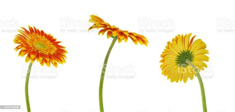 3 화려한 아름 다운 거 베라 꽃 클리핑 경로와 흰색 배경에 고립 0명에 대한 스톡 사진 및 기타 이미지 0명 3가지 개체 개화기 Istock