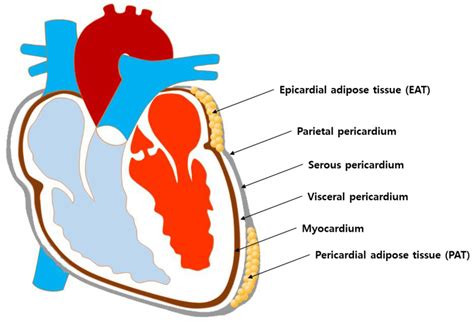 Epicardial Khám Phá Lớp Ngoài Của Tim Và ứng Dụng Y Học