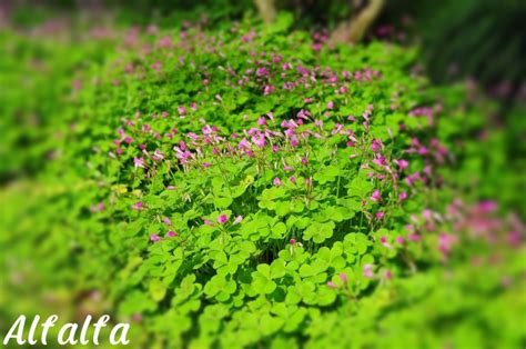 Crops Db A Comprehensive Crops Phenotype And Gene Database