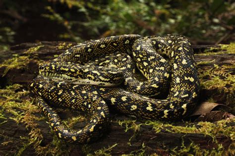 Carpet Python Weight Chart At Bev Wood Blog Carpet Python Weight Chart At Bev Wood Blog
