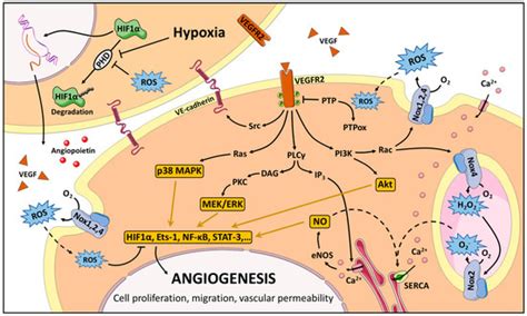 Antioxidants Free Full Text The Importance Of Nadph Oxidases And