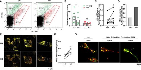 Figure 4 From A Fluorescent Timer Reporter Enables Sorting Of Insulin Secretory Granules By Age