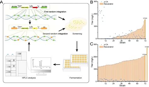 解脂亚洛酵母代谢重构高水平合成白藜芦醇 未来食品科学中心