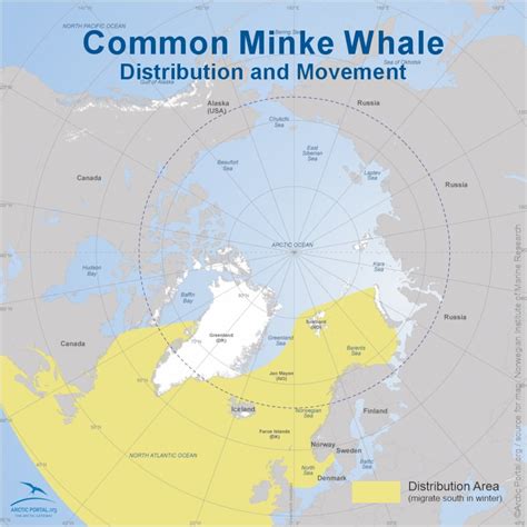 Common Minke Whale Balaenoptera Acutorostrata Arctic Portal