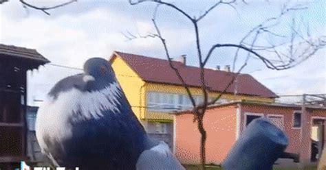 영상 색칠한 닭 아니야성큼성큼 걷는 변종 비둘기