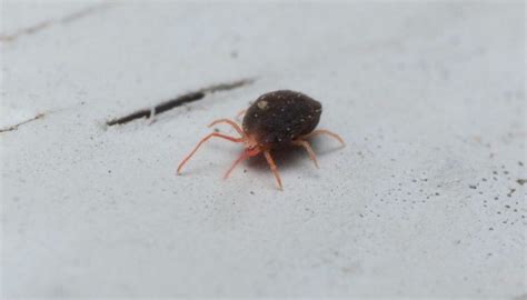 Tiny Red Bugs In Bathroom