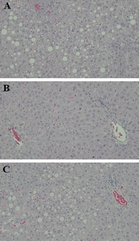 Representative Hematoxylin And Eosin Stained Download Scientific Diagram