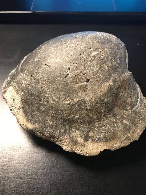 Saltwater Clam Fossil ID The Fossil Forum