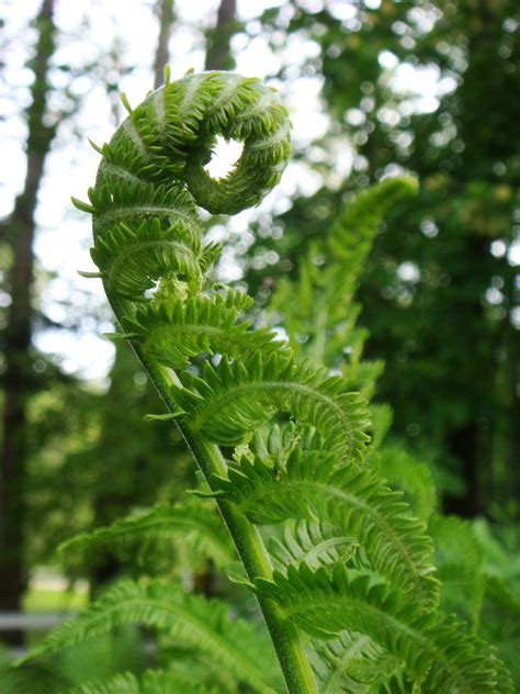 King Of The Fern Forest King Of The Fern Forest Slowly Unf… Flickr