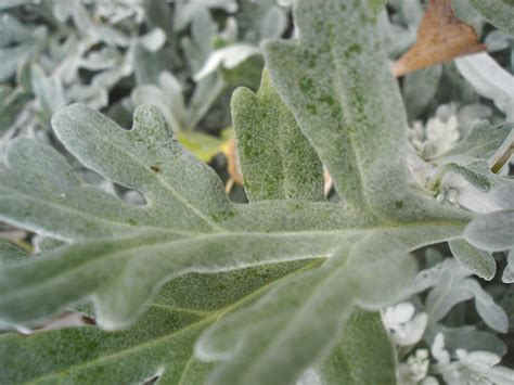 Artemisia Stelleriana Beach Wormwood Go Botany