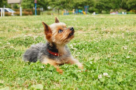 犬 フリー素材ドットコム