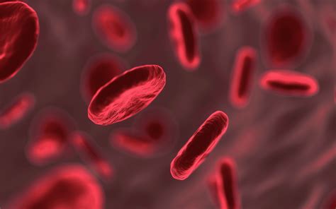 Megaloblastic Anemia Md Searchlight