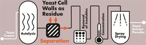 Scheme Of Yeast Extract Production Download Scientific Diagram