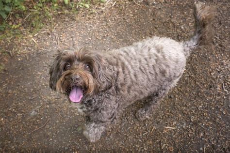 Brown Cockapoo Looking Up At The Camera Stock Image Image Of Portrait Companion 262744807