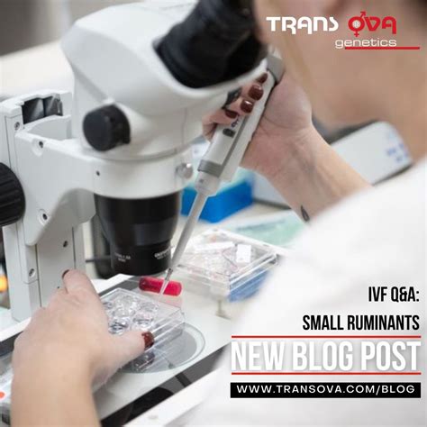 Trans Ova Genetics On Linkedin In Vitro Fertilization Ivf Is An Advanced Reproductive Technology