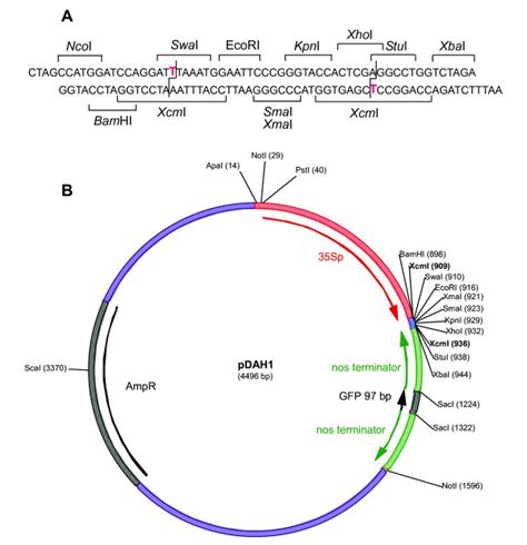 Plasmid Vector Multiple Cloning Sequence