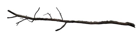 Stick Clipart Brown Tree Branch Stick Brown Tree Branch Transparent FREE For Download On