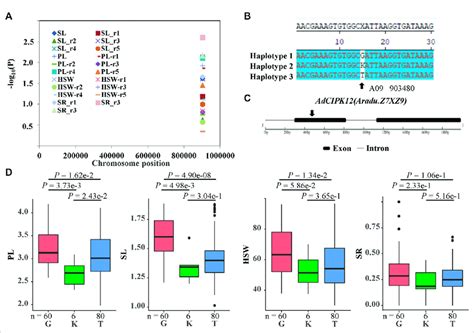 Association Results And The Phenotypes Of The Polymorphic Sites Of The