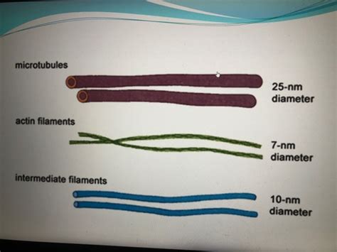 Cytoskeleton Flashcards Quizlet Cytoskeleton Flashcards Quizlet