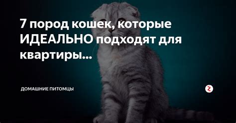 7 пород кошек которые ИДЕАЛЬНО подходят для квартиры Лохматый Будильник Дзен