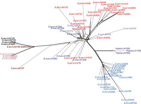 Reticulate Network Based On Splitstree4 The Reticulate Network Shows Download Scientific