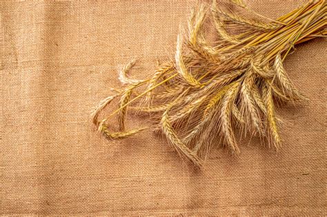호밀 필드 전체 보리 수확 밀 콩나물 시리얼 빵 가루용 린넨 질감 또는 갈색 천연 면 배경에 밀 그레인 귀 또는 호밀 스파이크 식물 디자인 요소 갈색에 대한 스톡 사진 및