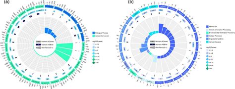 Go And Kegg Enrichment Analysis For Sourcegenes Of De Circrnas A