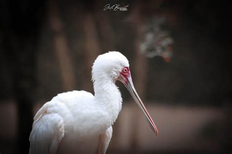 Jade Beaumont Photographies Spatule Blanche Cerza Facebook