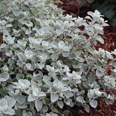 Helichrysum Petiolare Garden Variety