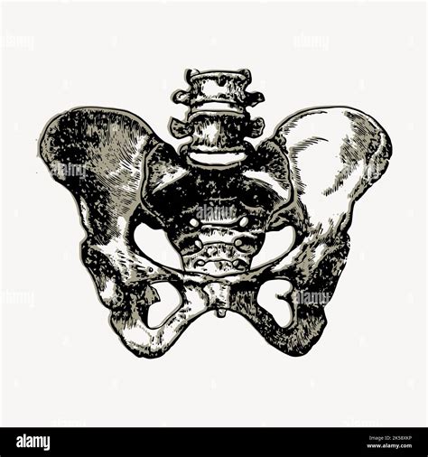 Human Pelvic Bone Clipart Vintage Medical Illustration Vector Stock