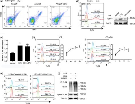 Donor Bmsc‐derived Sevs Facilitated Ubiquitination Of Toll‐like Download Scientific Diagram