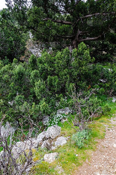 克里米亚。克里米亚的风景。