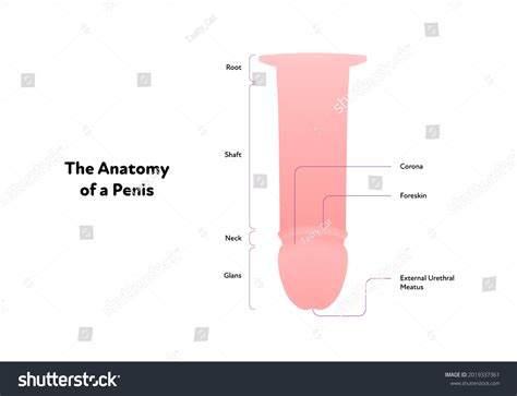 Human Reproductive System Anatomy Inforgaphic Chart Stock Vector