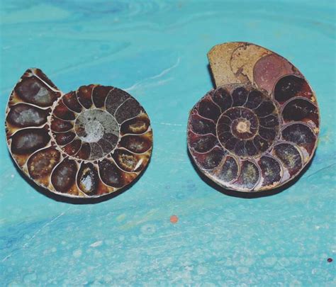 Some Of My Fossils Arrived Today I M Super Excited For This Project Resin