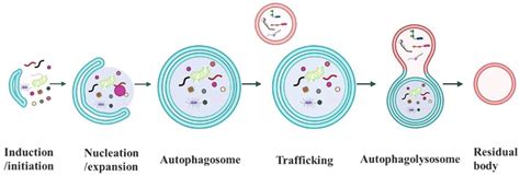Schematic For Macroautophagy Macroautophagy Is A Multistep Process Download Scientific Diagram