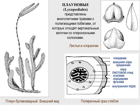 Плауновидные. Lycopodiophyta - презентация онлайн
