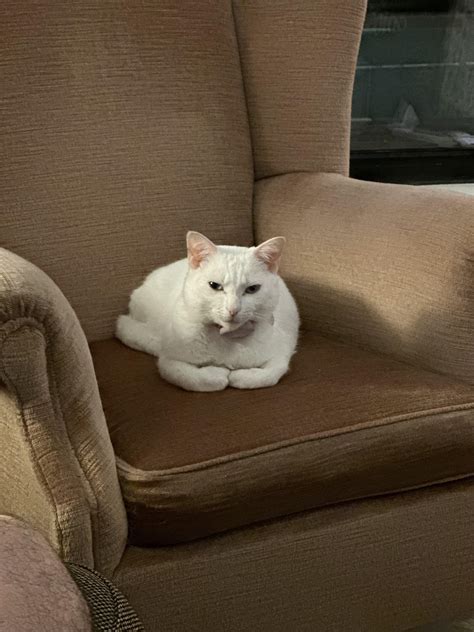 Shleepy Deaf Kitty Scrolller