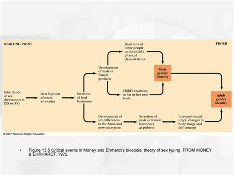 Ppt Chapter 13 Sex Differences And Gender Role Development Powerpoint Presentation Id158942