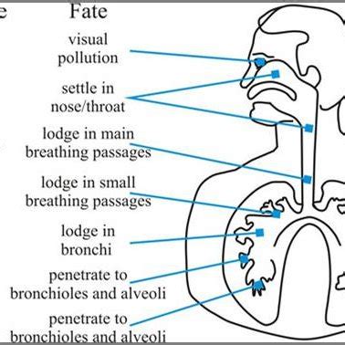 Particle Size And Its Fate Download Scientific Diagram